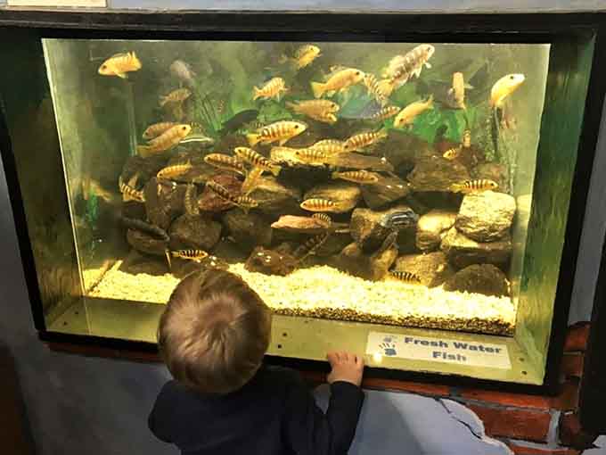 These freshwater fish put on better shows than most television programs, and the admission's considerably cheaper too.