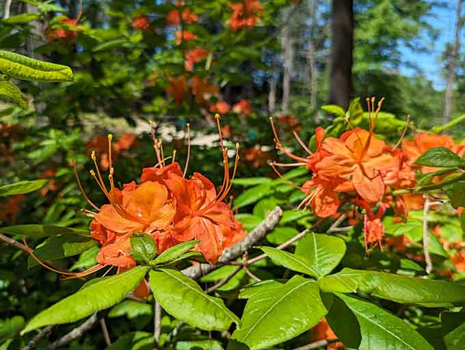 The flame azaleas put on a show so vibrant, you'll wonder if someone snuck in with orange paint overnight.