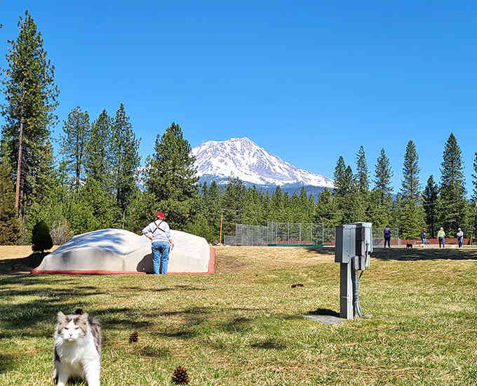 The town park provides green space where Mount Shasta watches over your picnic like a benevolent frozen giant.