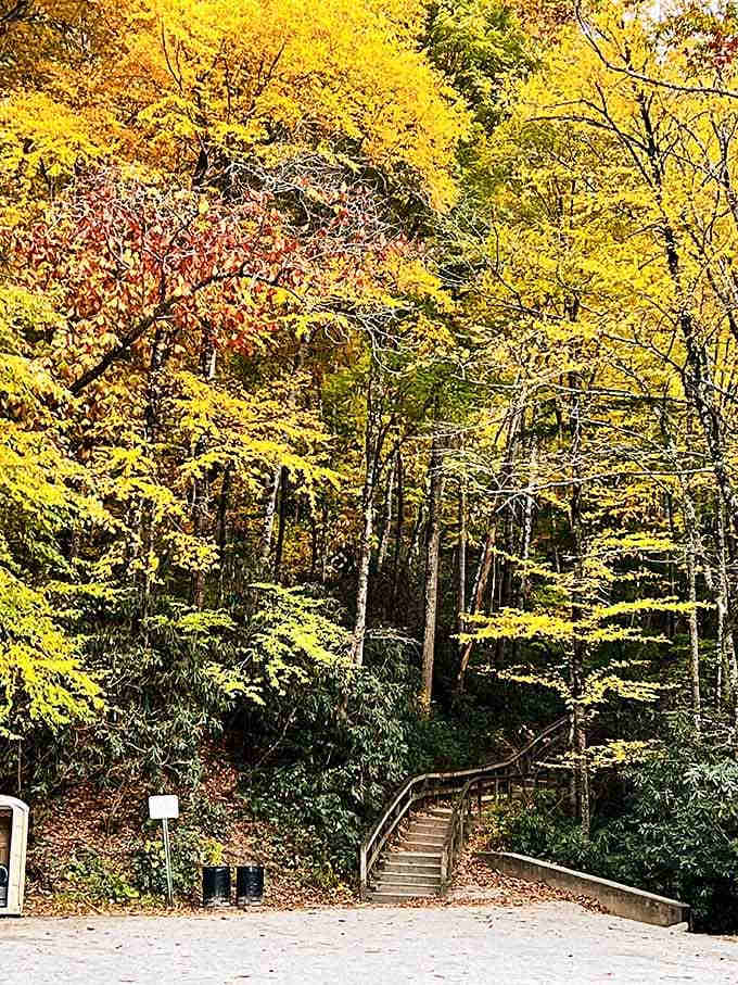 The stairway begins its ascent into the canopy, promising rewards that no elevator could ever deliver with such style.