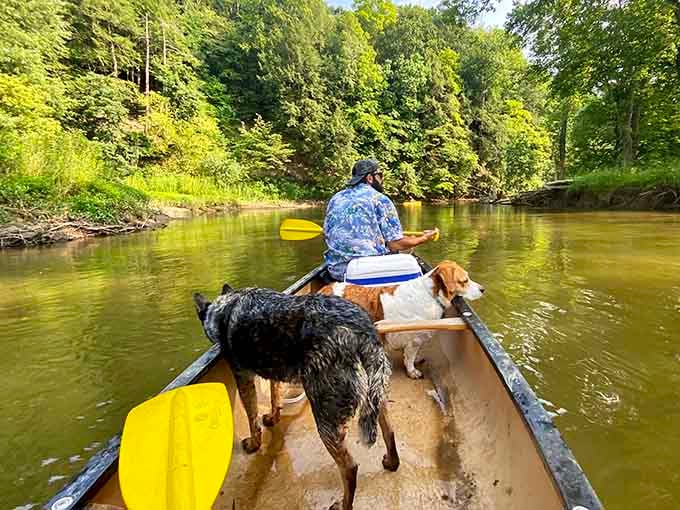 Two dogs living their best life in a canoe, showing humans how vacation should really be done.