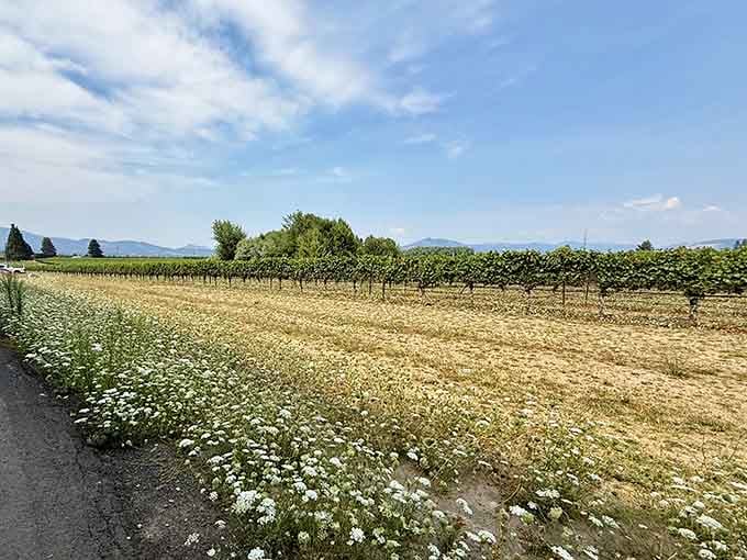 Vineyards stretch beyond the tracks, reminding you that Hood River takes its scenery seriously.