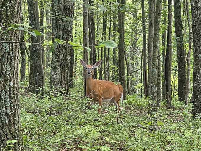Local wildlife reminding you whose neighborhood you're really visiting, so tread lightly and keep your distance, friend.