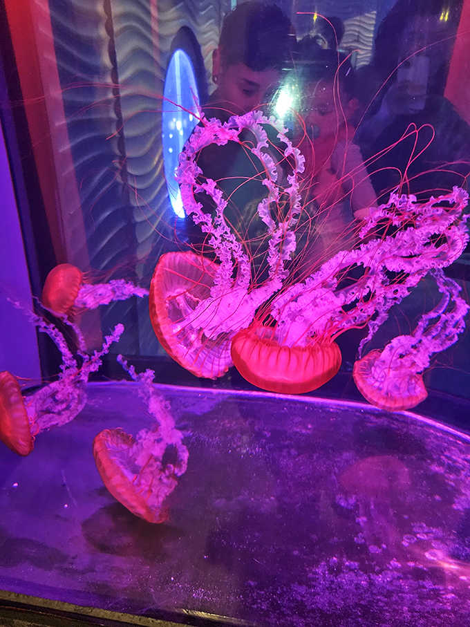 Jellyfish under dramatic lighting look like something from a sci-fi movie, except they're real and they're spectacular beyond imagination.