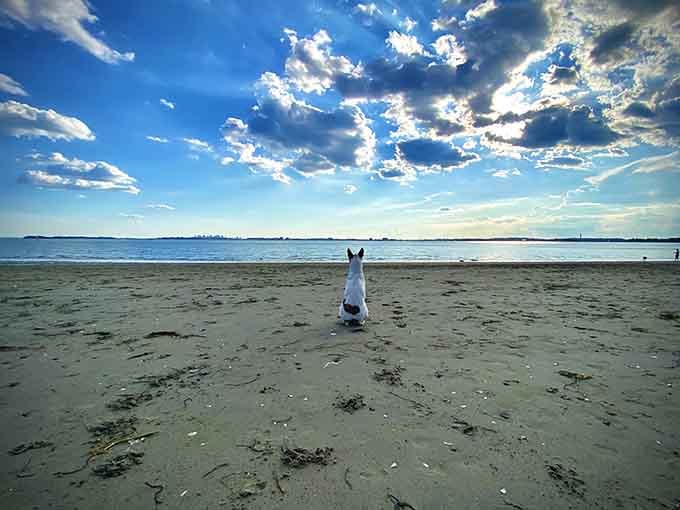 This pup knows what's up: sandy paws, ocean views, and pure canine bliss under endless blue skies.