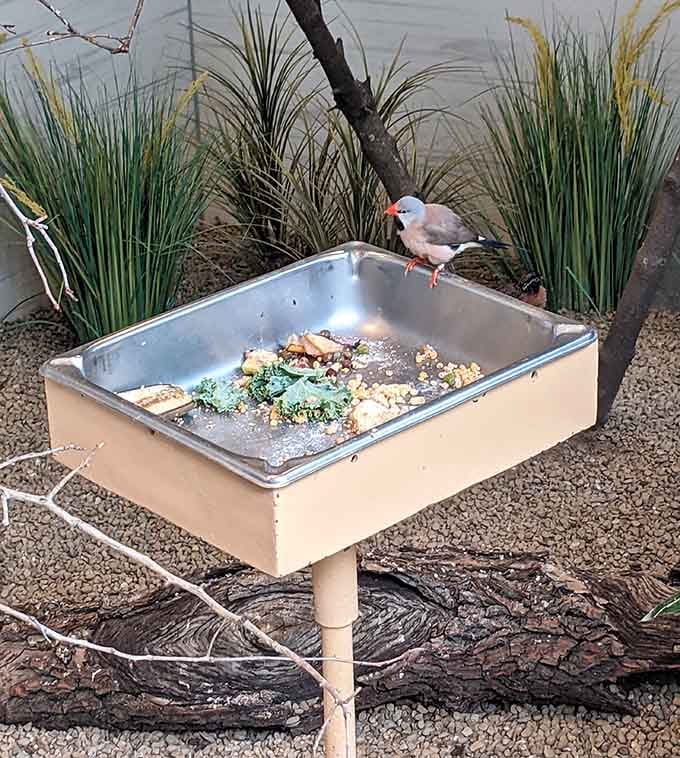 Even mealtime at the National Aviary has charm. This little finch treats every feeding tray like a five-star dining experience.