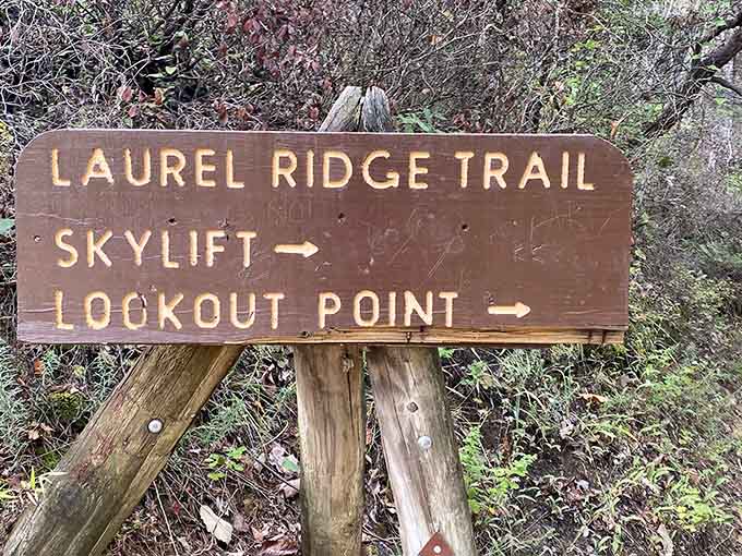 Trail signs pointing to sky lift and lookout point – because sometimes you need options for your adventure level.