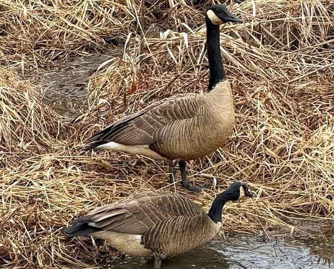 Canada geese posing like they own the place, which honestly, they kind of do around here.