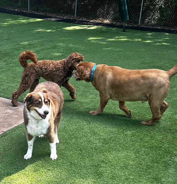 Three dogs engaged in the ancient ritual of butt-sniffing introductions, nature's version of exchanging business cards.