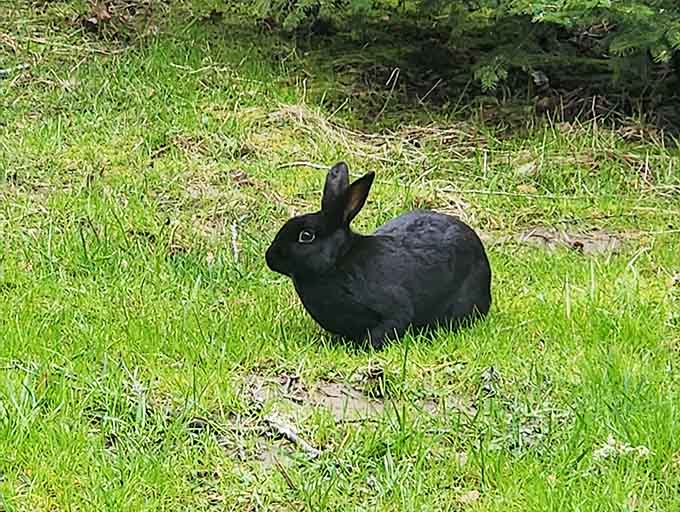 This little black rabbit clearly knows something we don't about the best spots to hang out in Hillsboro.