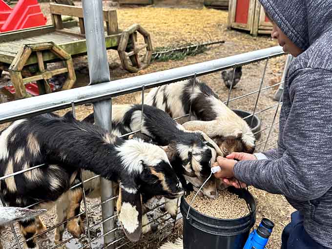 When goats compete for your attention like contestants on a reality show, everybody wins except your personal space.