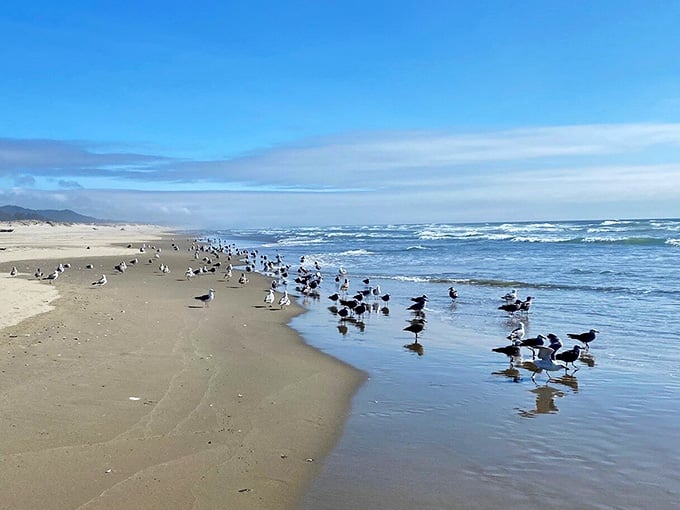 Even the seagulls know this beach is special, gathering like they're attending the world's sandiest convention center.