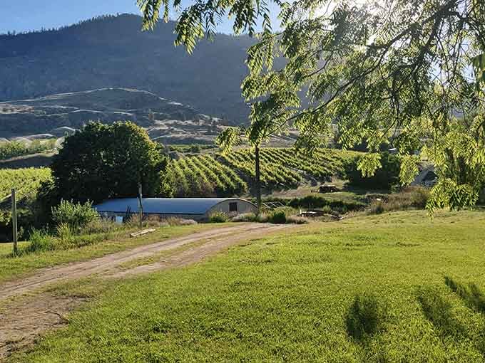 Vineyard rows march up the hillside like nature's own stairway to heaven, or at least to some very good wine.