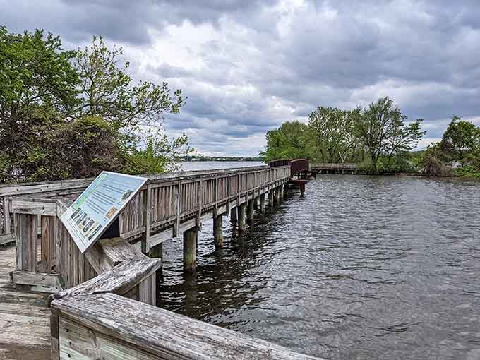 Wooden boardwalks guide you over wetlands where nature's daily drama unfolds beneath your feet.