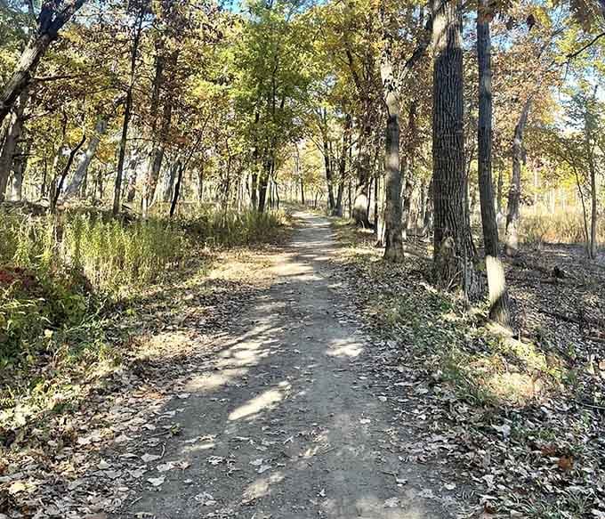 Sunlight filters through oak branches like nature's own spotlight, illuminating the path to weekend freedom.