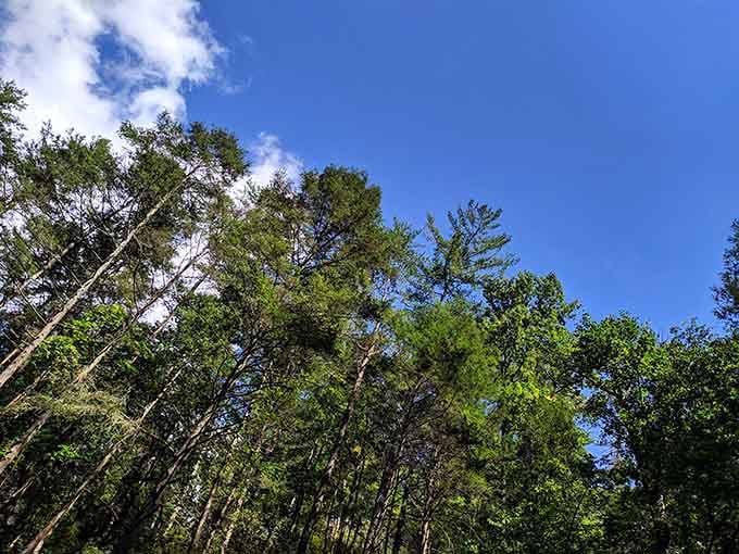 Look up occasionally because this canopy is putting on its own show overhead.