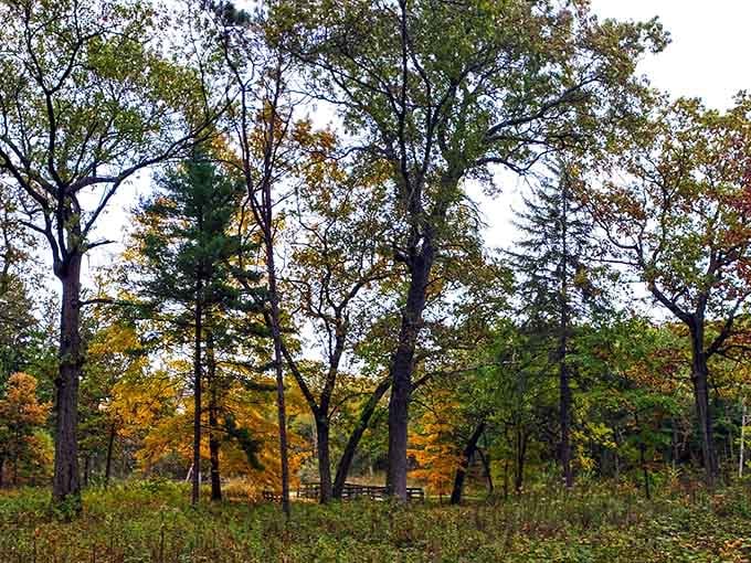 Autumn transforms these trees into nature's own fireworks display, no ticket required for this spectacular show.