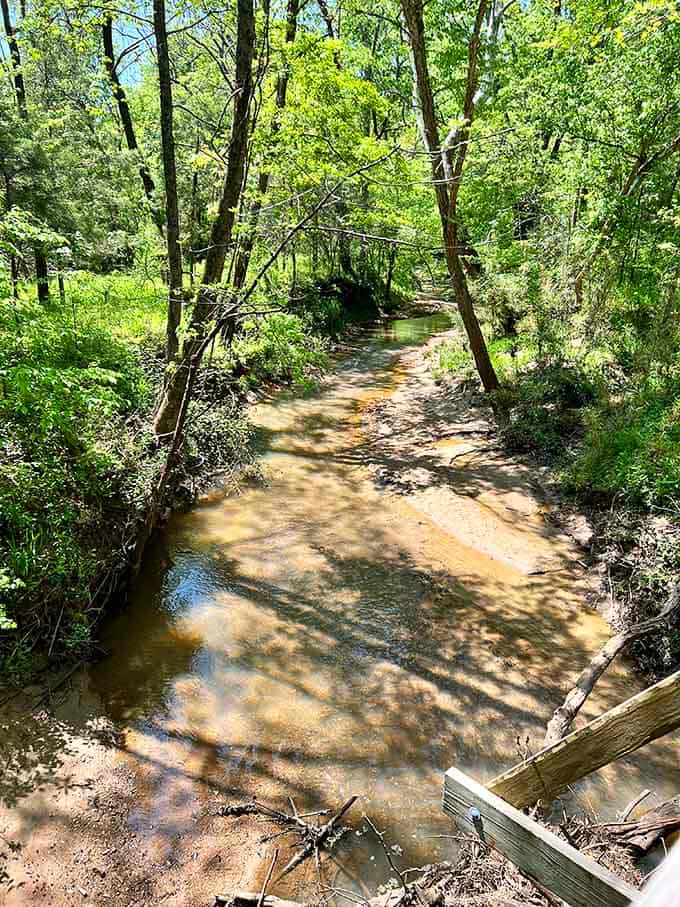 A quiet creek meanders beneath the trail, its amber waters reflecting the green canopy overhead in perfect harmony.