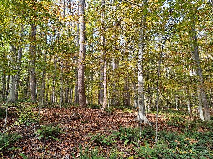 Autumn transforms these woods into nature's own impressionist painting, no museum admission required for this masterpiece.