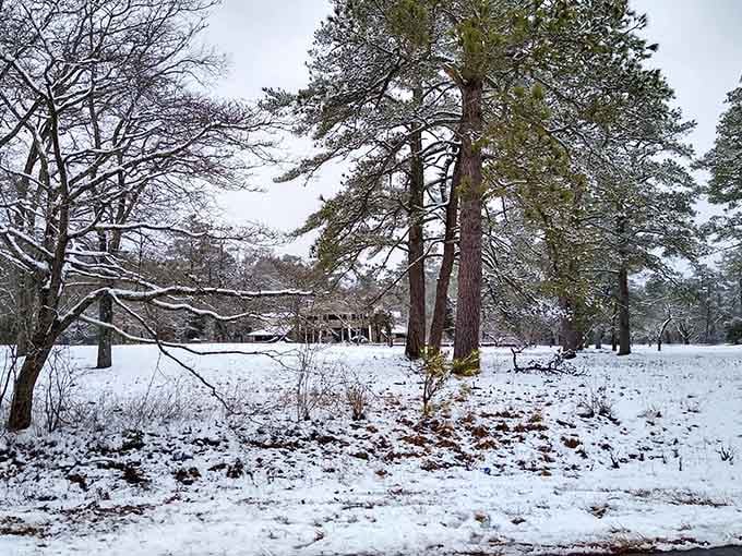 Winter strips away the forest's green disguise, revealing architectural beauty hidden beneath summer's abundance.