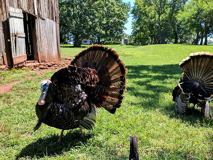 These magnificent turkeys strut their stuff like they own the place, because honestly, they kind of do.