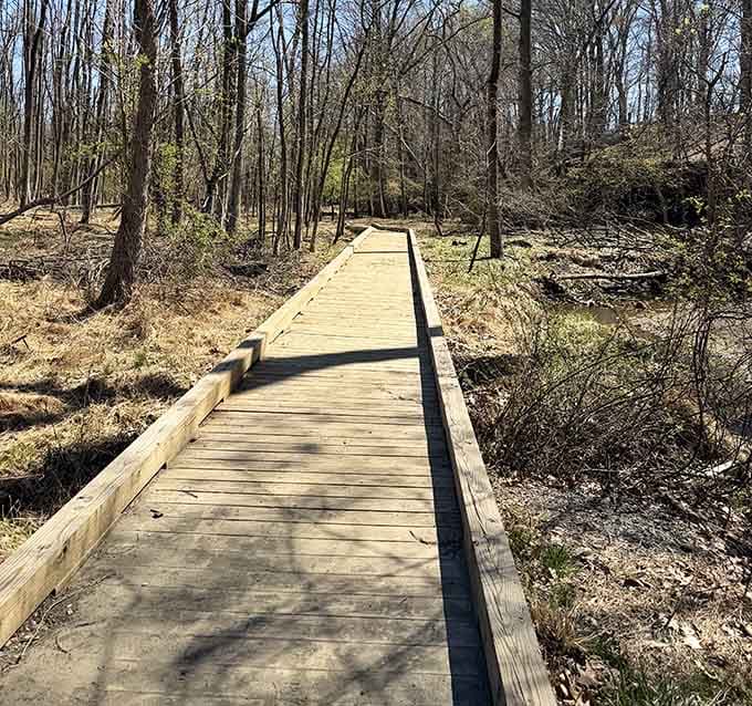 The wooden boardwalk makes accessing the fossil beds easier than parallel parking in a crowded shopping center lot.