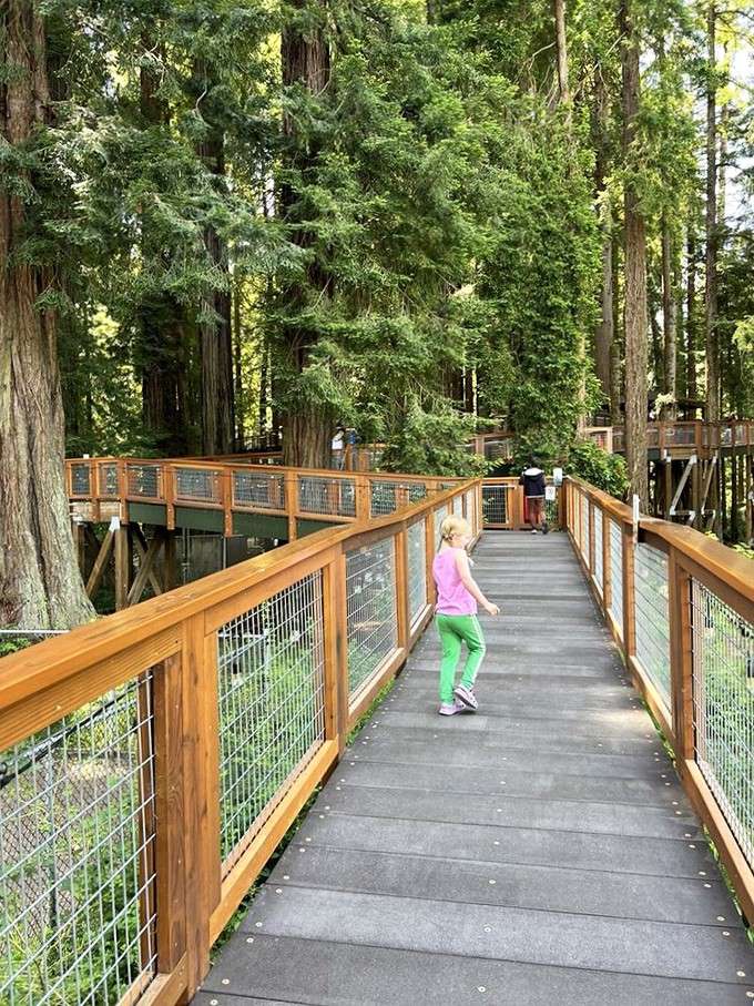 Wide, sturdy, and surprisingly reassuring for something suspended in mid-air among ancient trees.