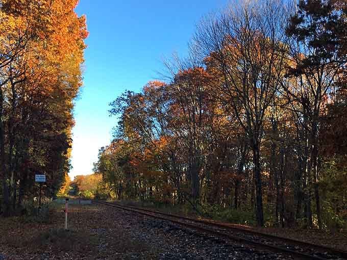 Autumn in Connecticut: when the trees decide to go out in a blaze of glory before winter's arrival.