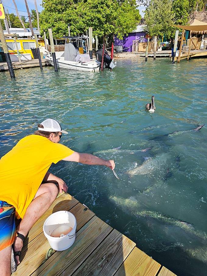 One brave soul discovers that tarpon feeding requires courage, coordination, and acceptance that you're getting wet no matter what.