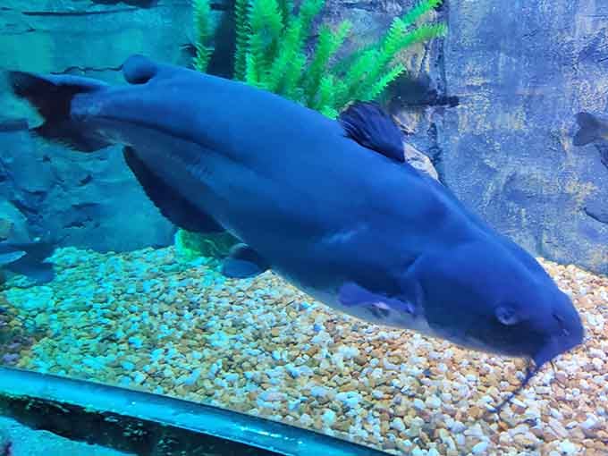 This blue catfish looks like it's contemplating the meaning of life, or possibly just wondering when dinner arrives next.