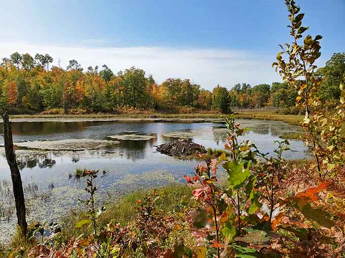 Beaver lodges dot the wetlands like nature's own architectural masterpieces, no permits required for these builders.