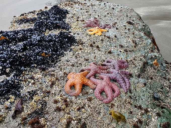 Starfish in purple, orange, and pink cluster together like nature's own rainbow convention on the rocks.