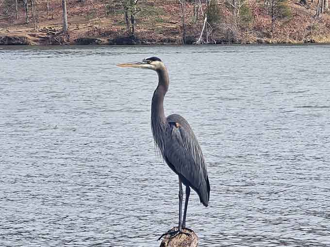 The local herons treat Clopper Lake like their personal fishing spot, and honestly, who can blame them?