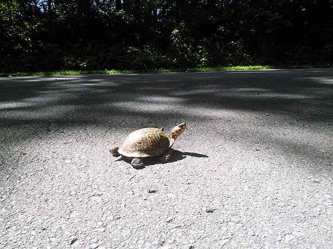 Even the local wildlife takes leisurely strolls here, though this turtle's pace makes your morning commute look downright speedy.