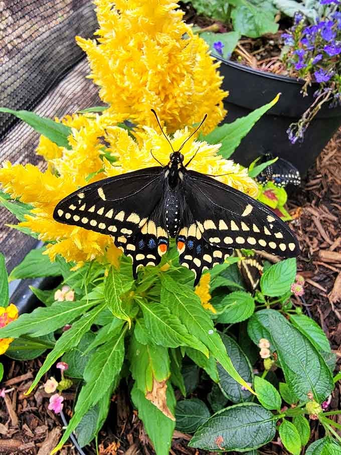 A black swallowtail butterfly pauses on bright yellow blooms, reminding us that the best things often come in small packages.