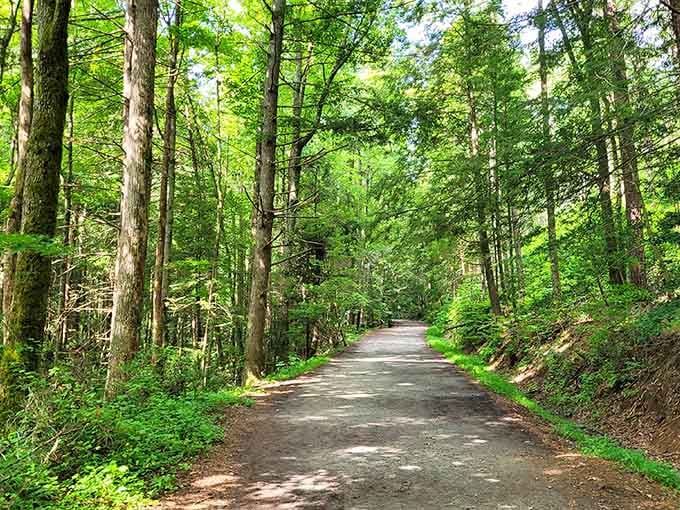 This forest path looks like it leads straight into a storybook, minus the talking animals probably.