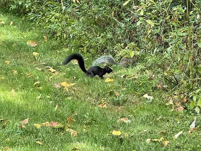Local wildlife living their best life, completely unbothered by your presence or your fitness tracker goals.