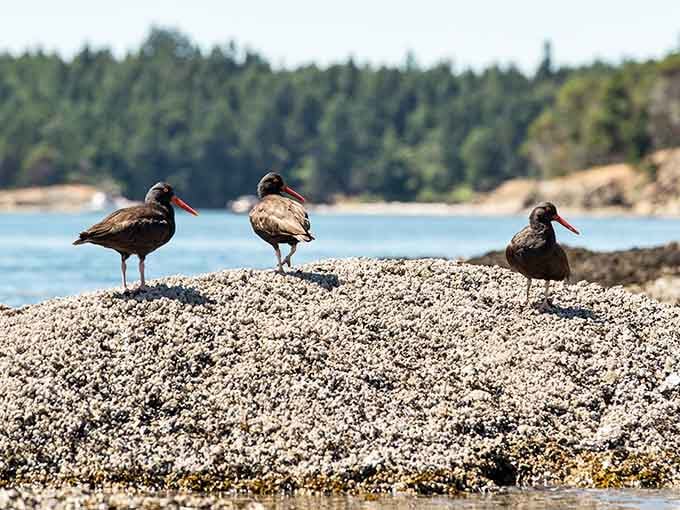 Local shorebirds strike a pose, clearly unimpressed by your fancy camera but willing to be photographed anyway.