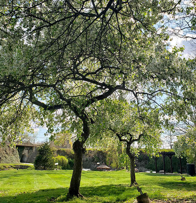 Trees that have mastered the art of looking mysterious and inviting at the exact same time.