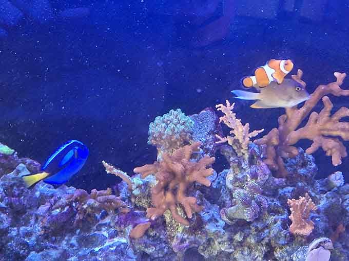 Clownfish and blue tang living together, proving Finding Nemo wasn't just making things up for entertainment purposes.