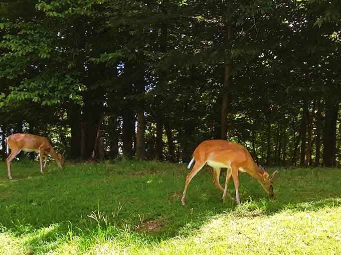 Wildlife sightings are just part of the everyday magic at this hidden riverside retreat.