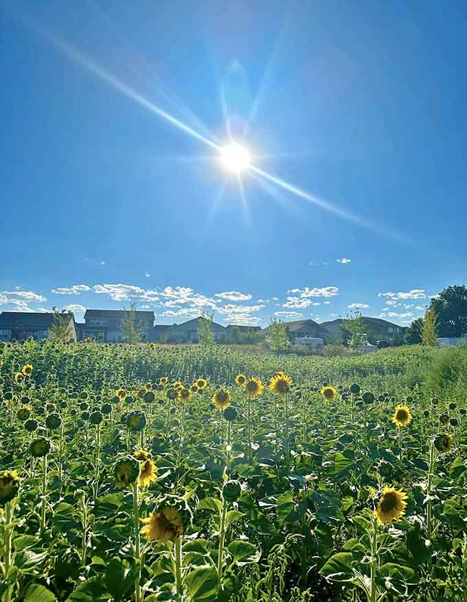 Colorado sunshine illuminates the field in ways that make professional photographers weep with joy and amateurs look like pros.