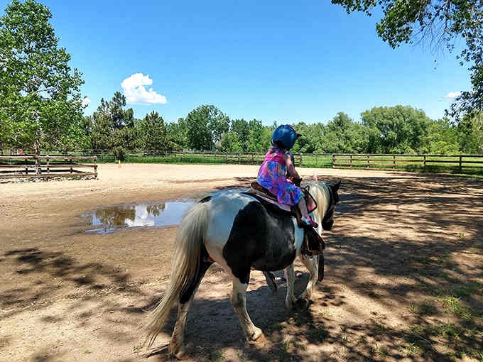 Pony rides offer that classic childhood experience that creates memories lasting well beyond the actual ride itself.