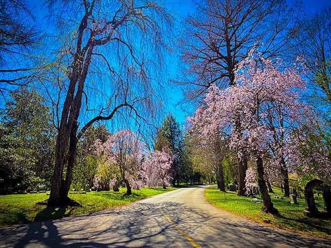 Tree-lined avenues invite leisurely drives or peaceful walks through this unexpected urban sanctuary of natural beauty.