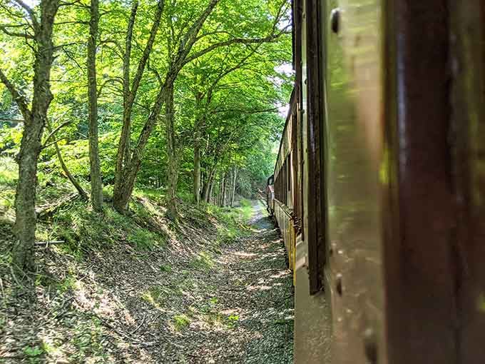 When the forest canopy creates a natural tunnel alongside the tracks, you'll understand why people have been romanticizing train travel for centuries.