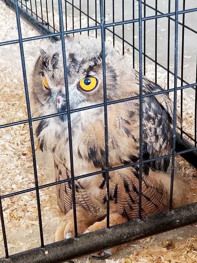 Those piercing yellow eyes belong to an owl who's clearly judging your vacation choices favorably.