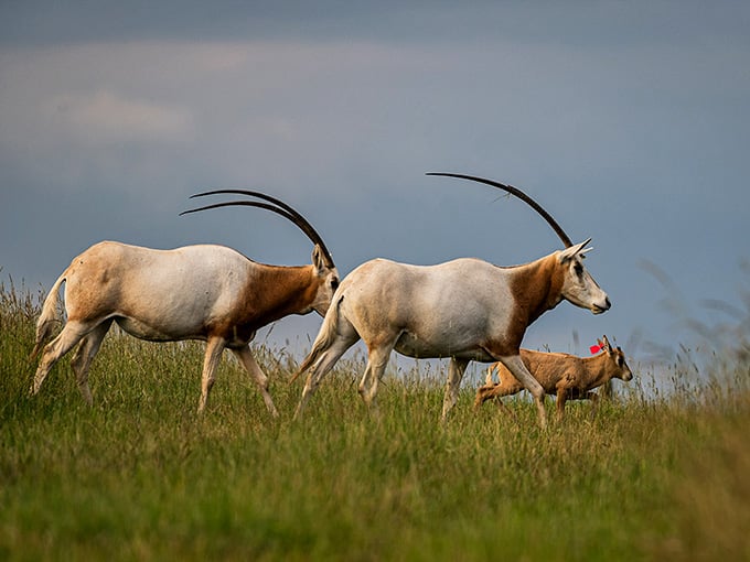 Scimitar-horned oryx with their dramatic curved horns stroll past like they own the place, which they basically do.