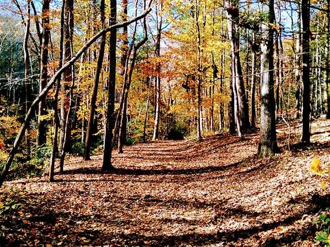 When autumn decides to show off, the forest path becomes a masterpiece you can actually walk through.