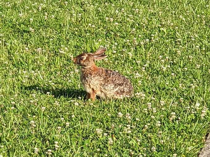 Even the local wildlife knows this place is special, pausing to enjoy the peaceful meadow surroundings.