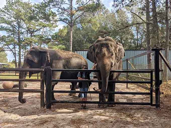 Multiple elephants mean multiple opportunities to witness their intelligence, social bonds, and surprisingly playful personalities in action together.
